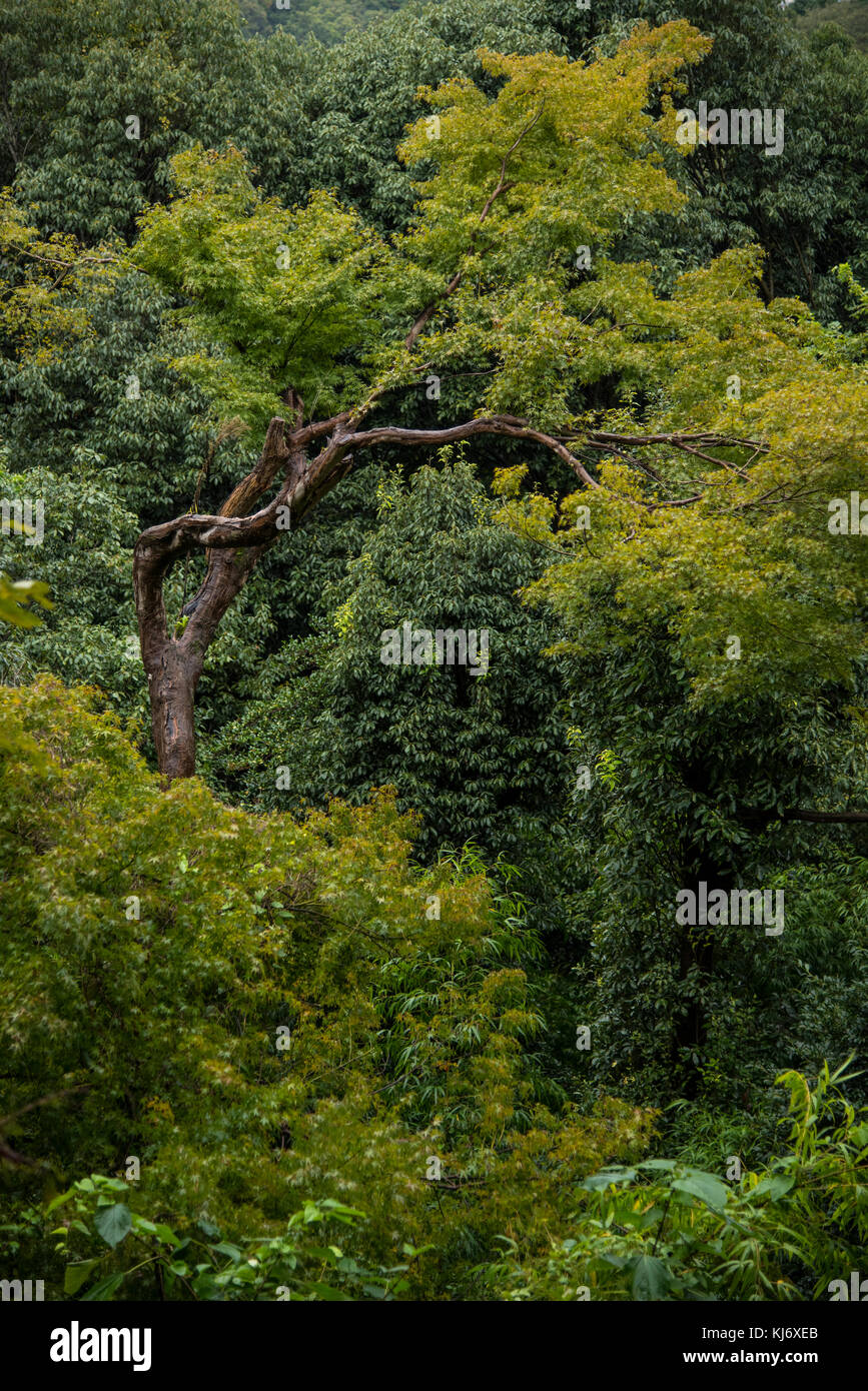 Nice shape of big tree in the green forest Stock Photo - Alamy