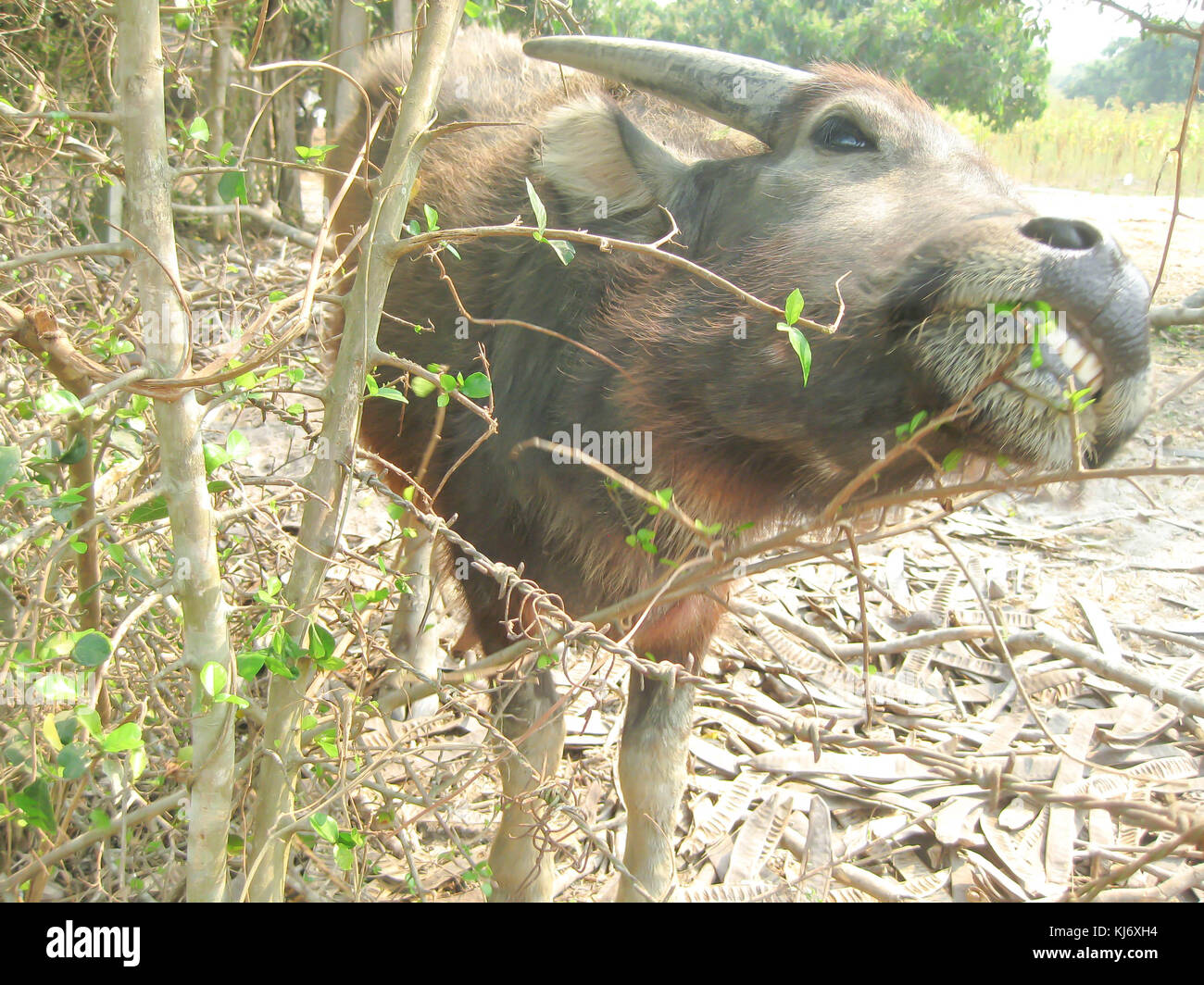 hungry buffalo on the farm Stock Photo - Alamy