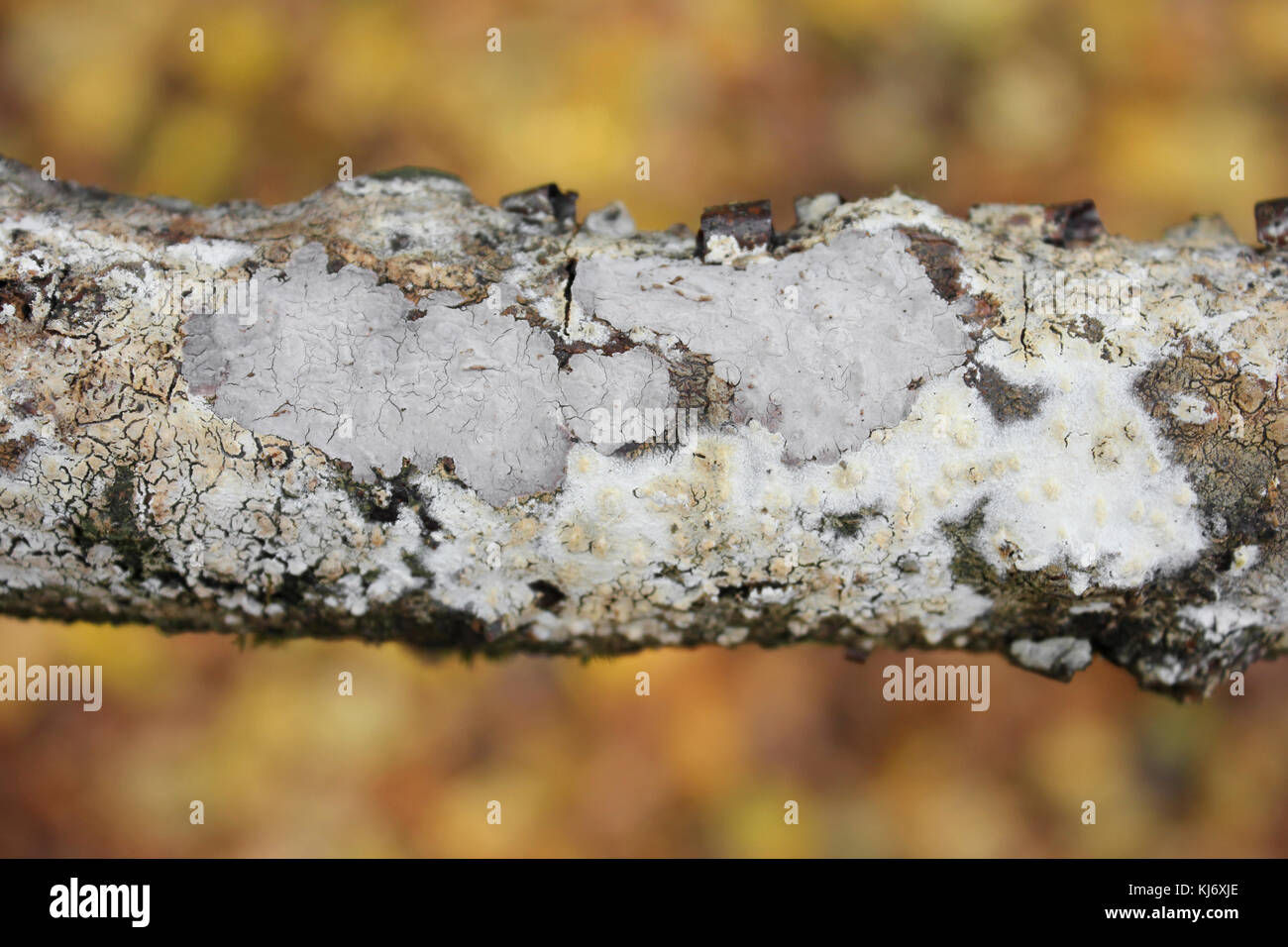 Crust Fungus Peniophora sp Stock Photo - Alamy