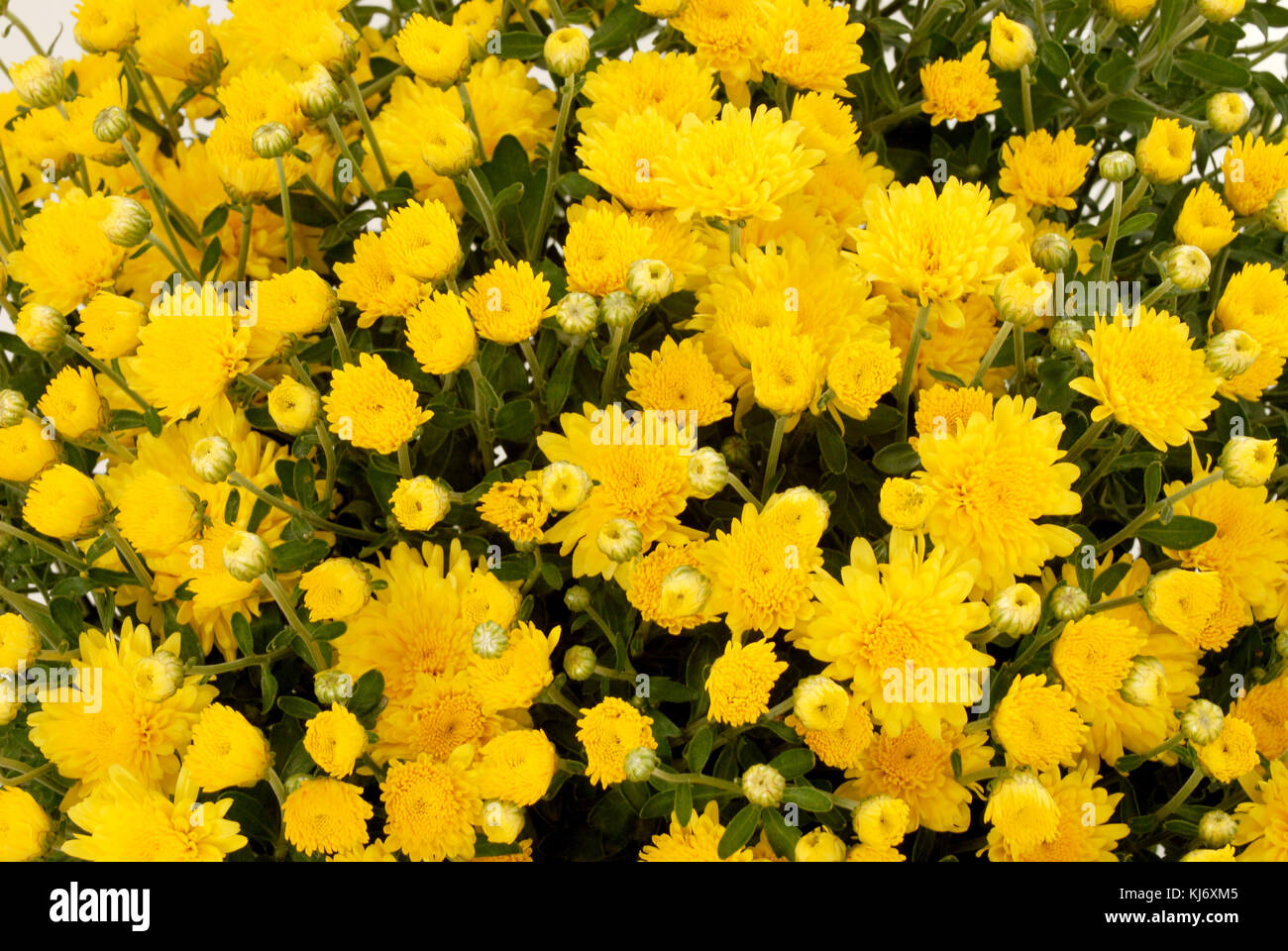 Background with yellow flowers Stock Photo - Alamy