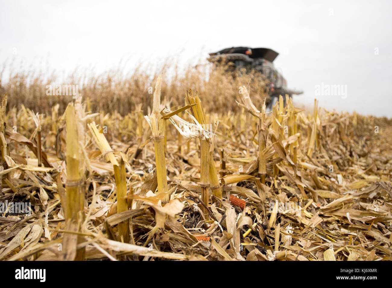 CLOSE UP CORN STUBBLE ROW WITH COMBINE HARVESTING STANDING CORN IN ...