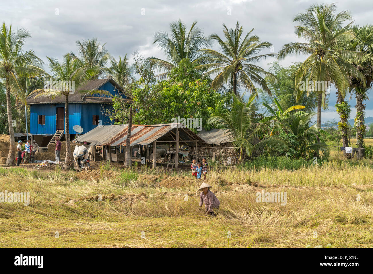 Reisernte hi-res stock photography and images - Alamy
