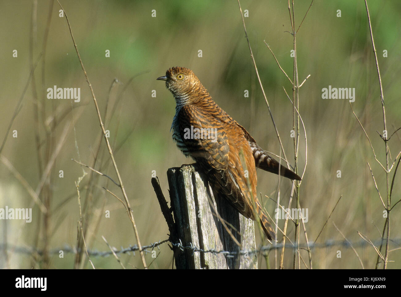 Cucullus hi-res stock photography and images - Alamy
