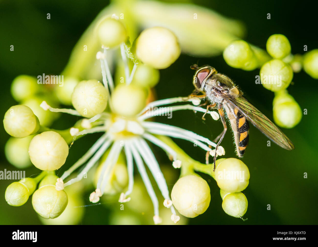 A macro shot of a hoverfly collecting pollen from a climbing hydrangea ...