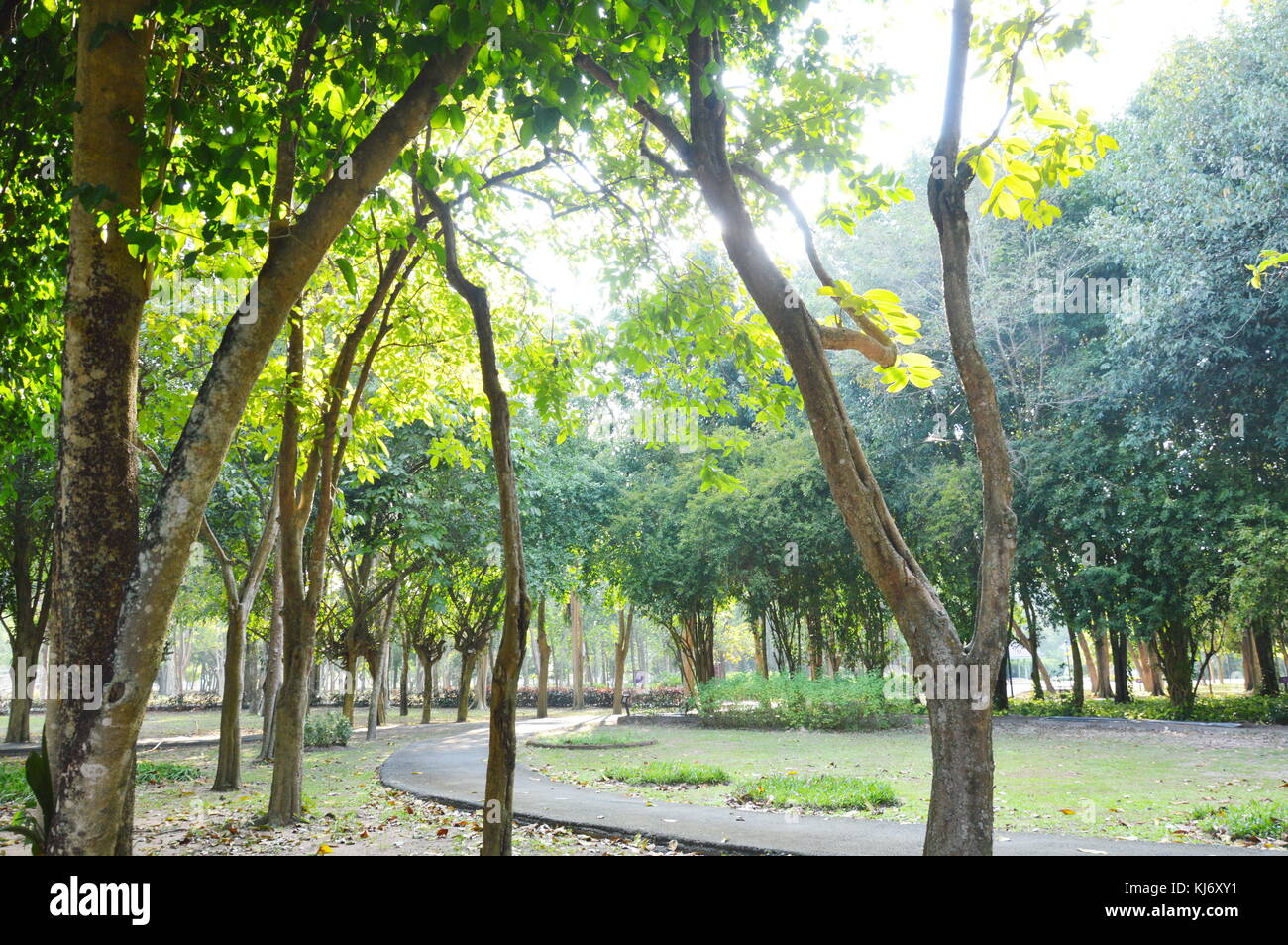 curve walkway in park on evening Stock Photo - Alamy