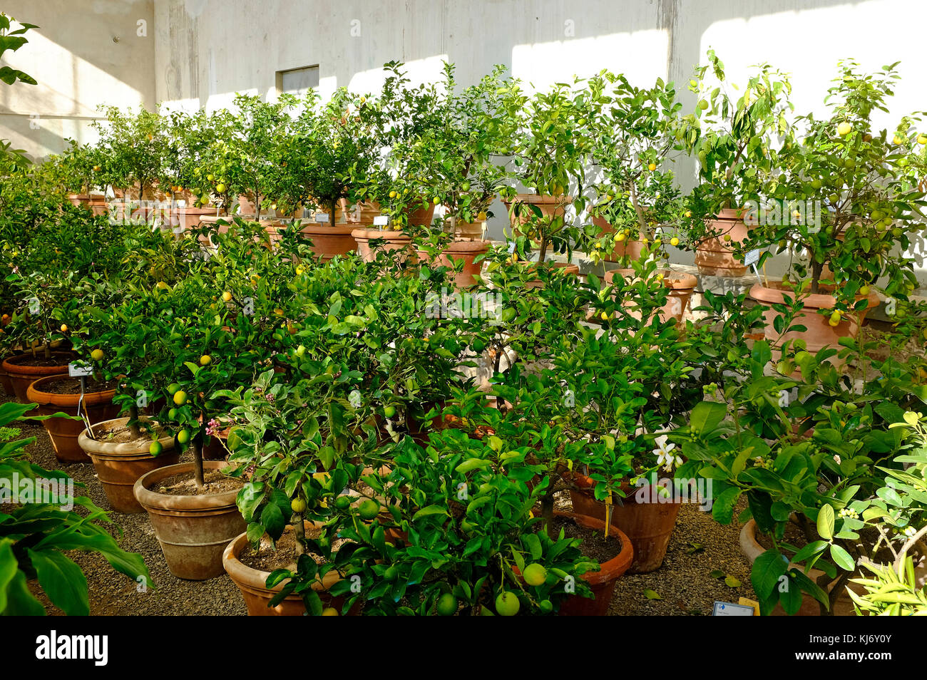 Trees in pots hi-res stock photography and images - Alamy