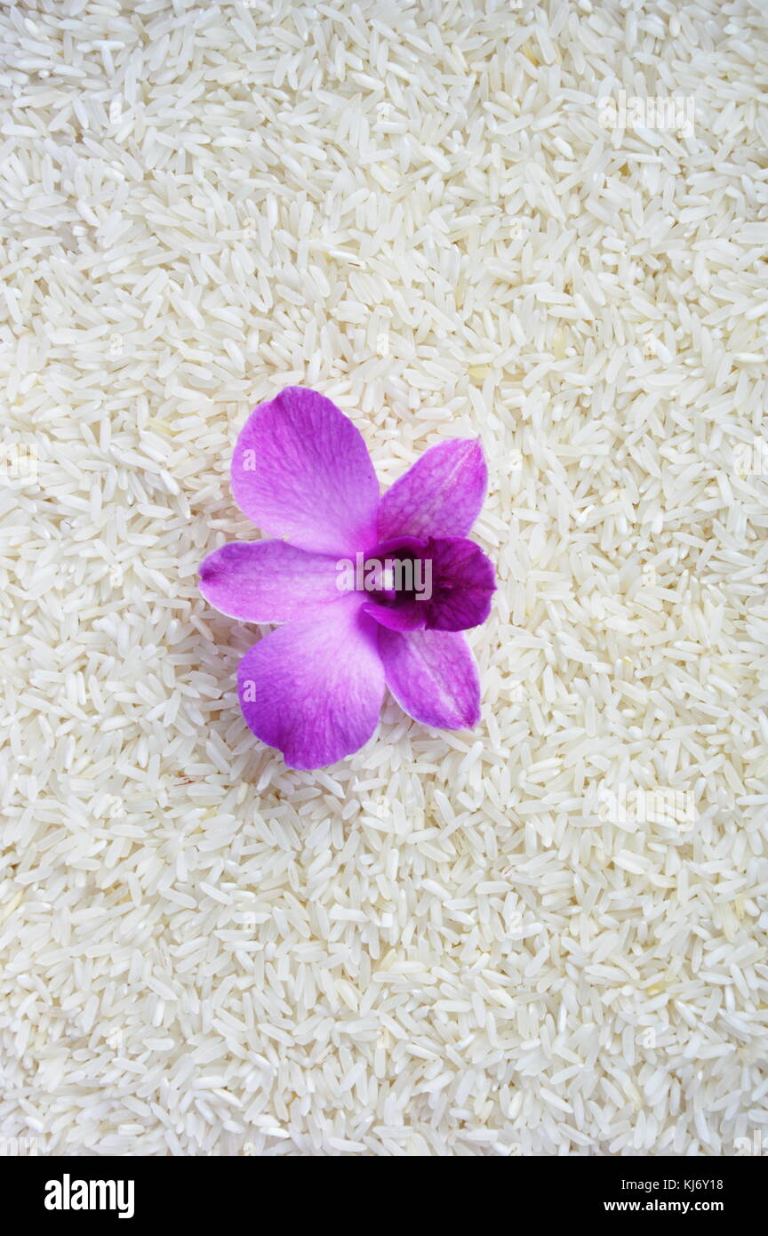 orchid on rice paddy background Stock Photo - Alamy