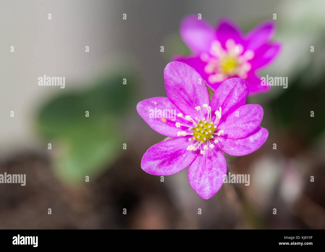 A macro shot of a pink hepatica noblis bloom Stock Photo - Alamy