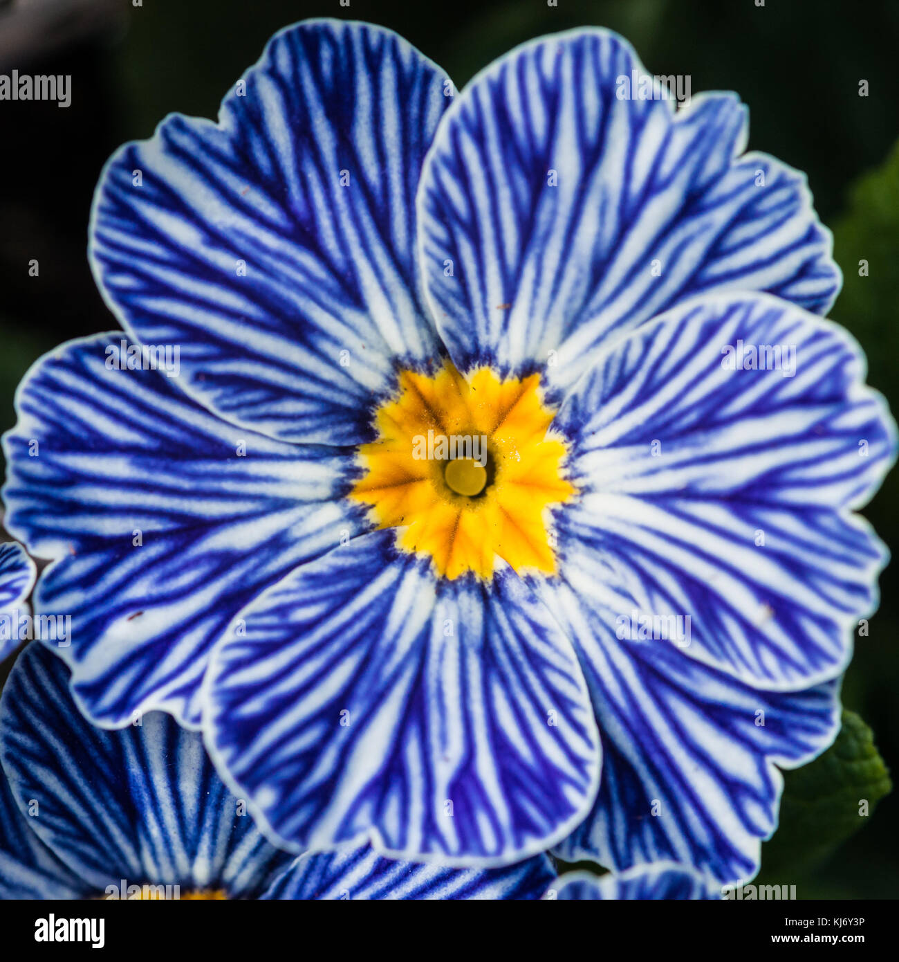 Blue Primrose Flower