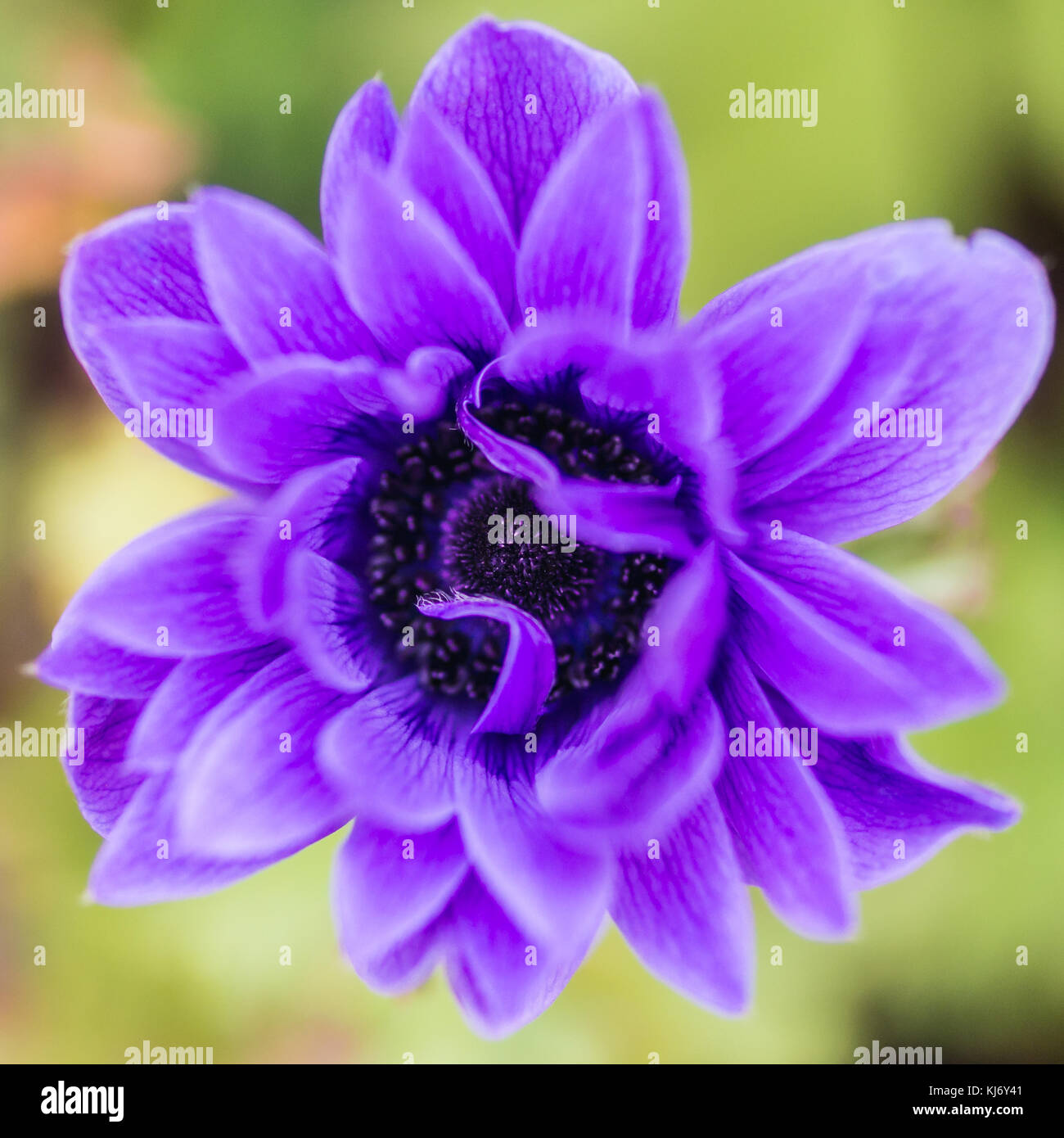 A macro shot of a purple anemone de caan flower Stock Photo - Alamy