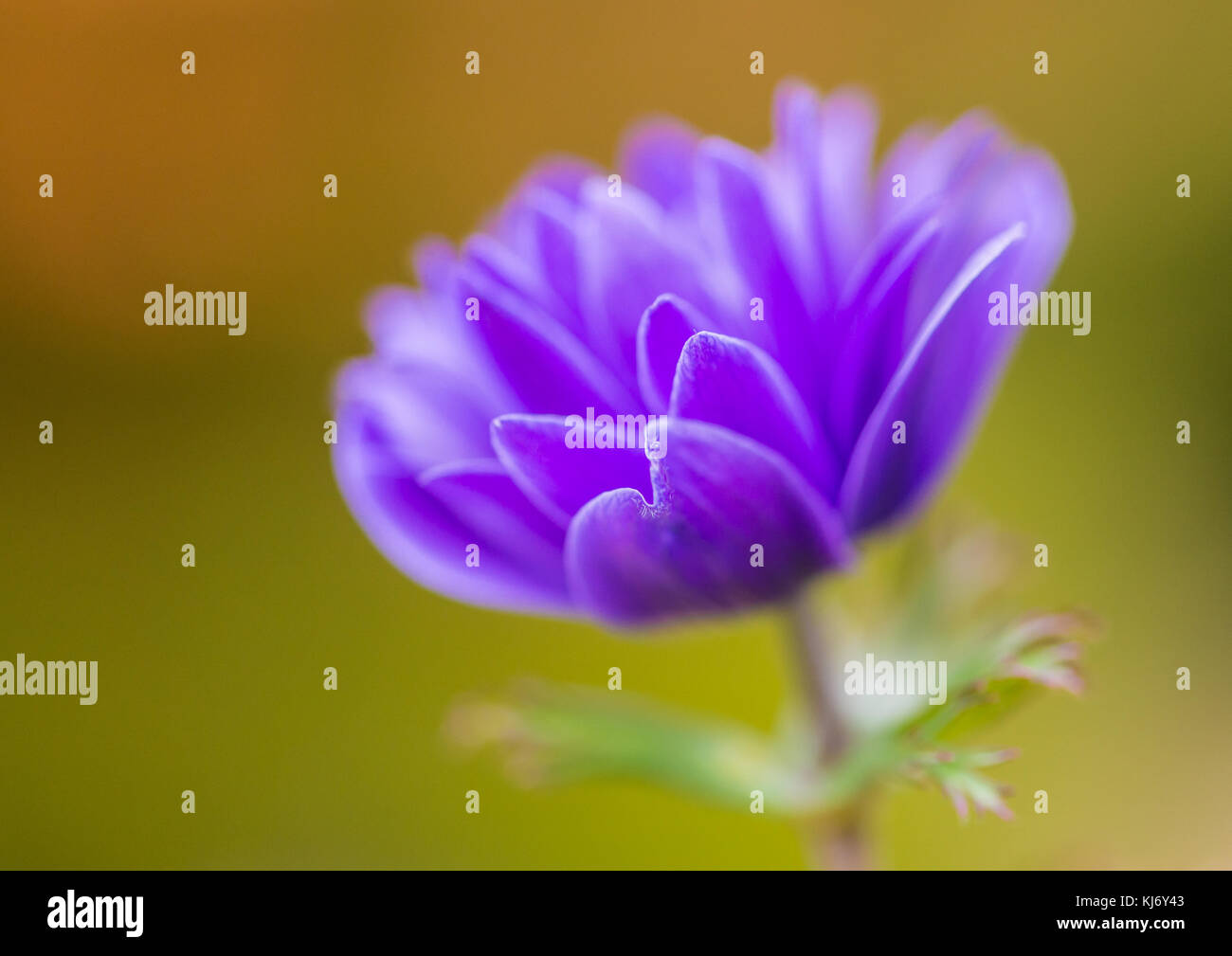 A macro shot of a purple anemone de caan flower Stock Photo - Alamy