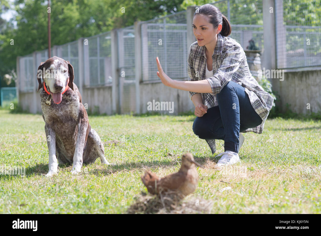 dedicated girl training dog in kennel Stock Photo - Alamy