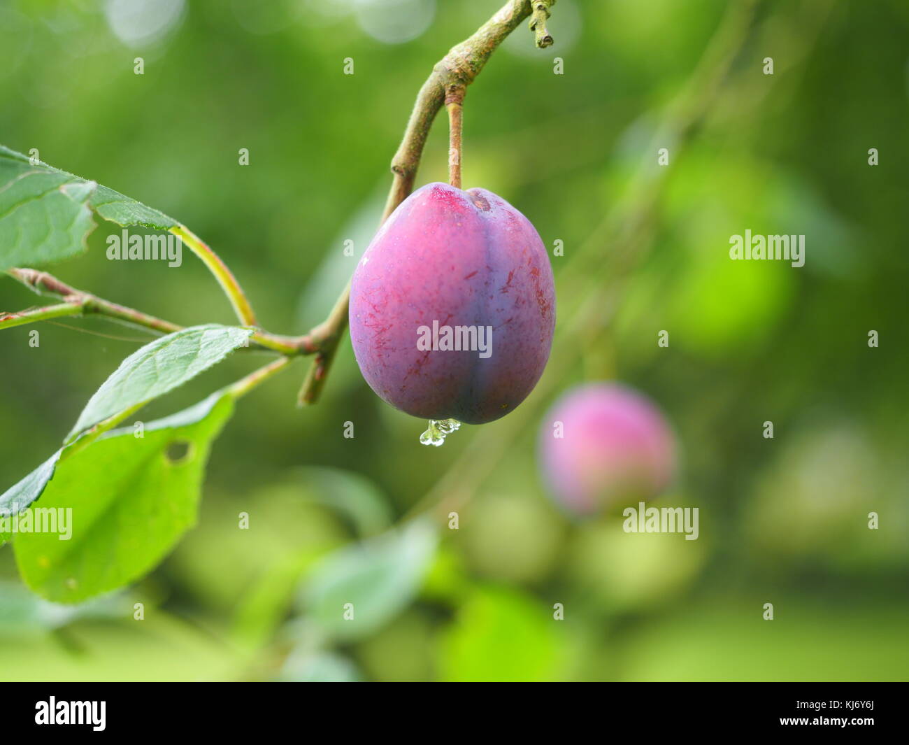 Soft Juicy Tree Fruit High Resolution Stock Photography and Images - Alamy