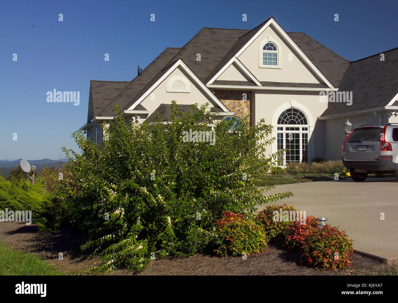 AMERICAN BEAUTY BERRY OR FRENCH MULBERRY (CALLICARPA AMERICANA) IN ...