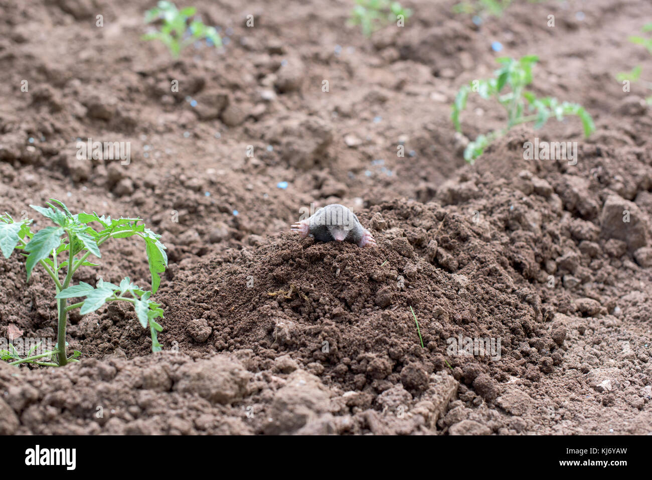 Mole in a vegetable garden among tomato plants Stock Photo - Alamy