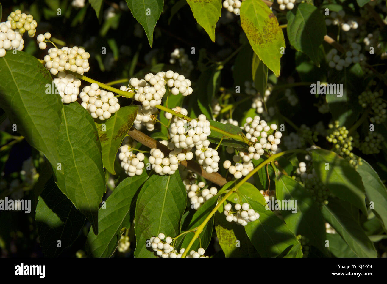 CLOSE UP OF AMERICAN BEAUTY BERRY OR FRENCH MULBERRY (CALLICARPA ...