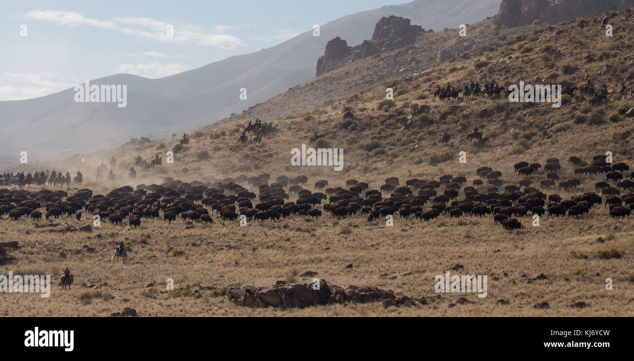 Stampede bison hi-res stock photography and images - Alamy