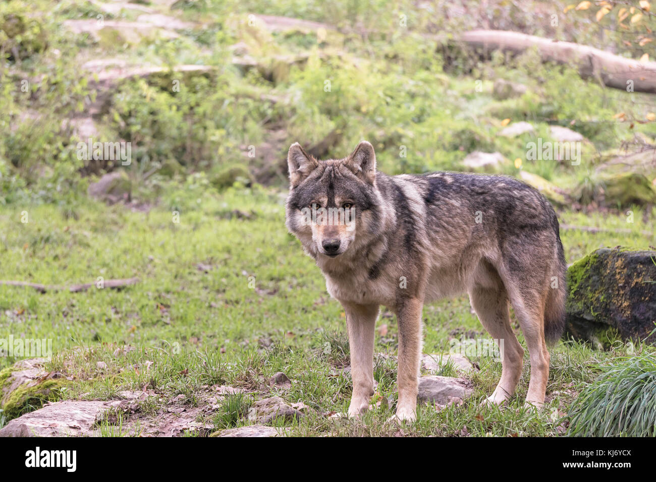 Portrait of a gray wolf of Europe (canis lupus lupus) in the woods ...