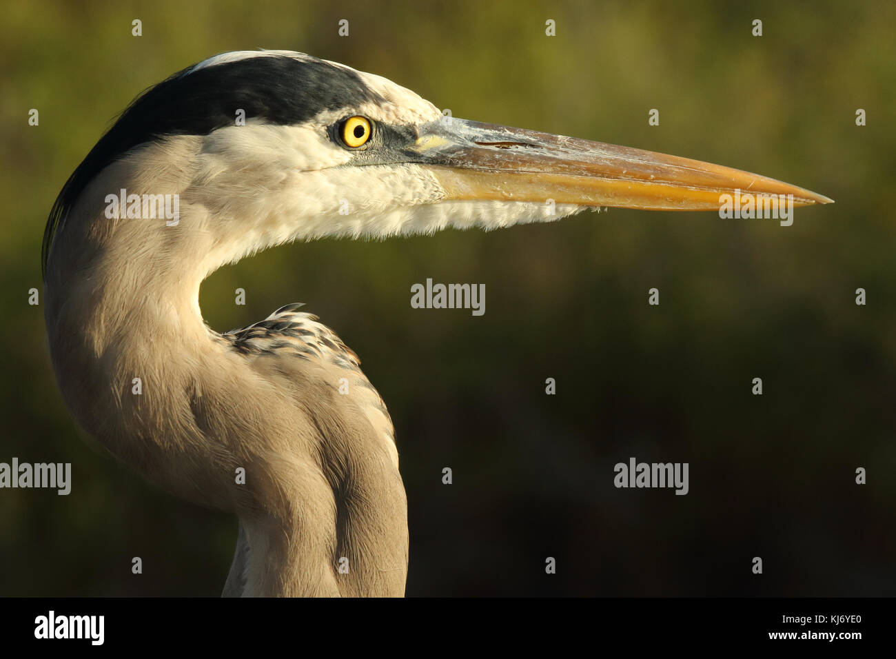 A long-necked portrait of a Great Blue Heron Stock Photo - Alamy