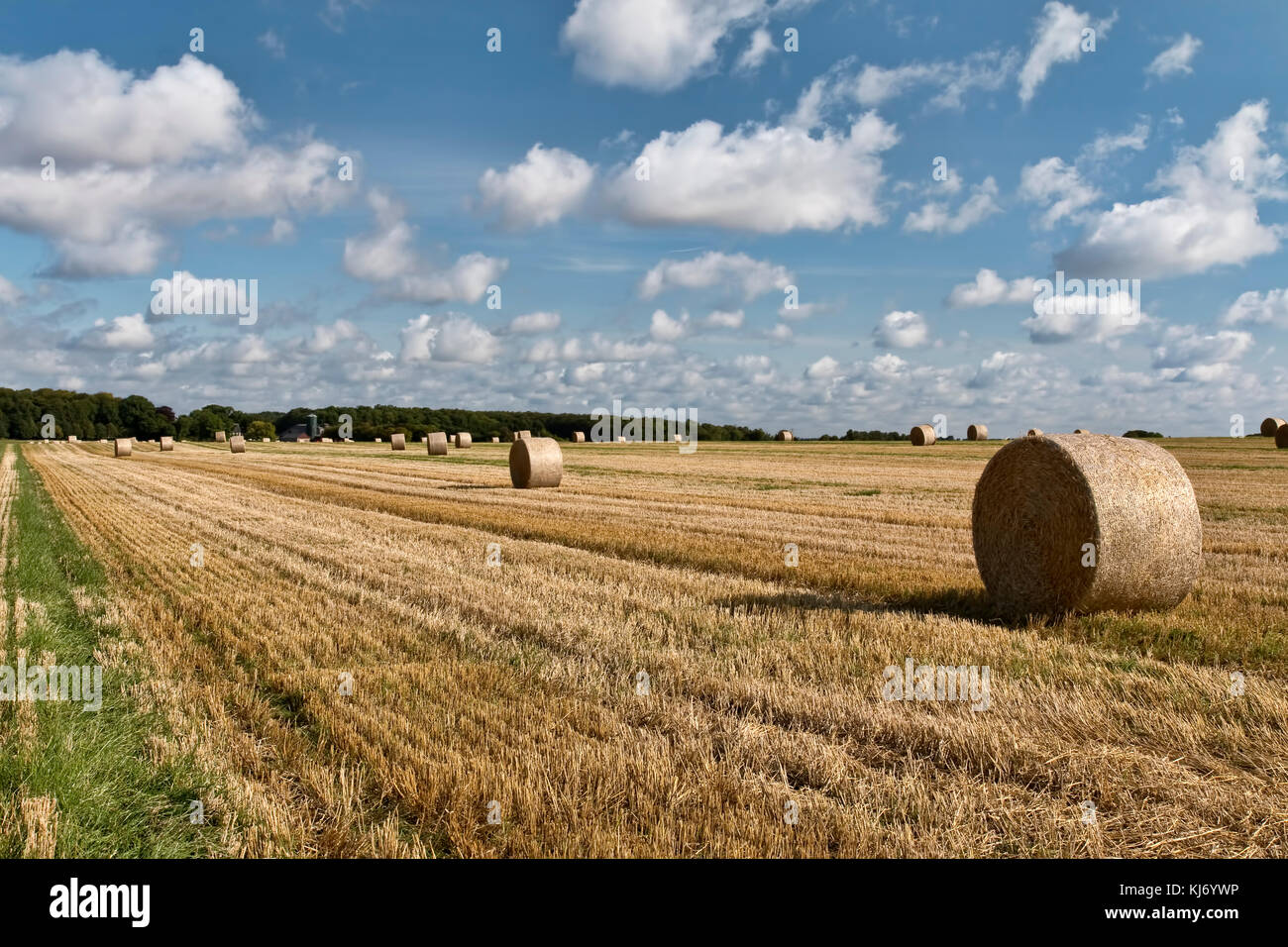 Bales of straw in a corn field Stock Photo - Alamy
