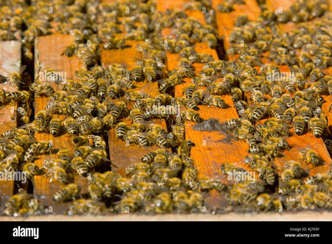 Colorful hives and bees in the nature Stock Photo - Alamy