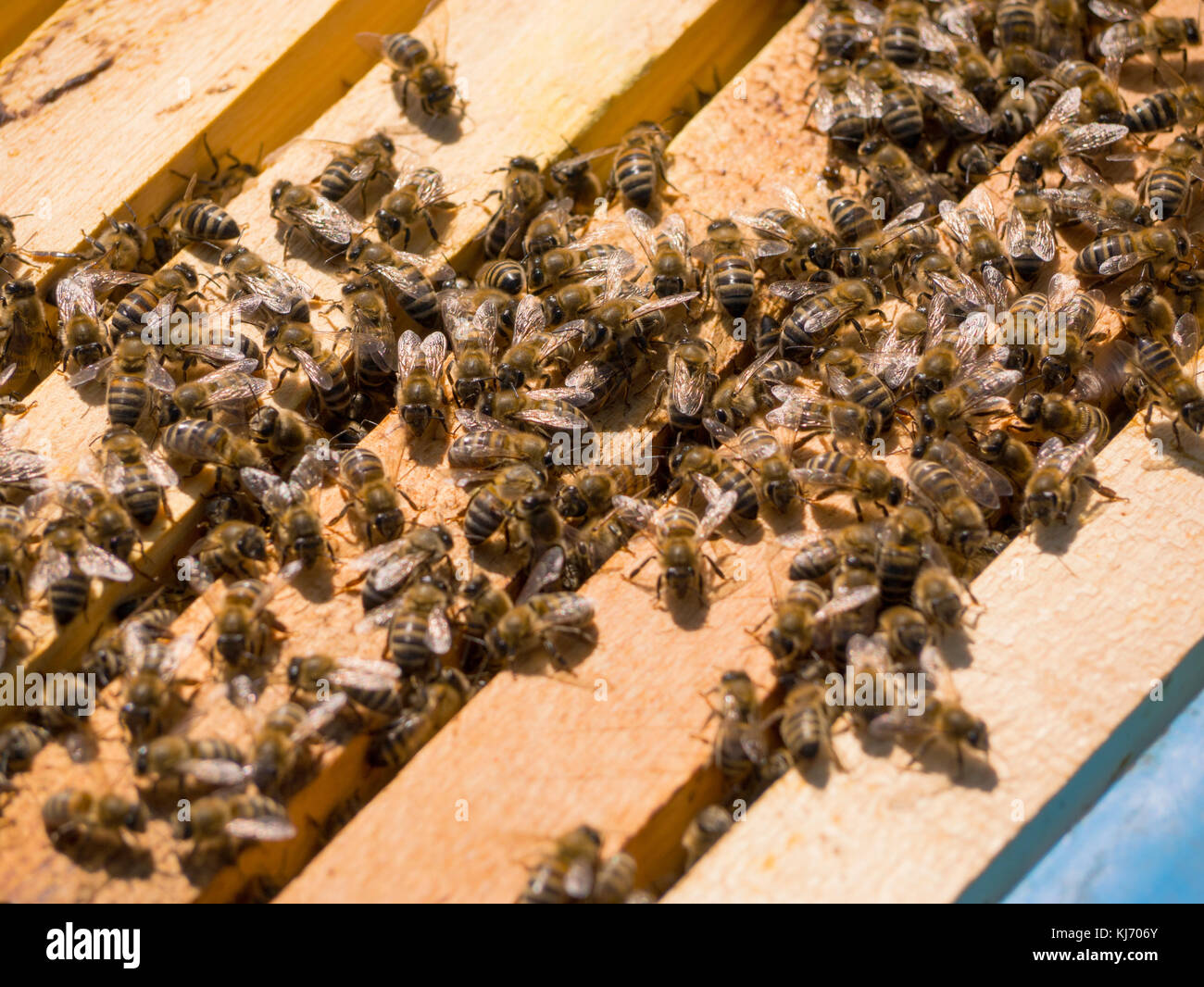 Big hive hi-res stock photography and images - Alamy