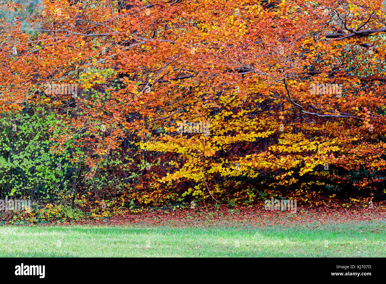 Beautiful autumn colors in in Wenkenpark, Riehen, Basel-Stadt Canton ...