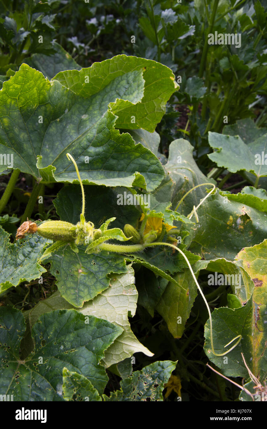 Gherkin plant growing, showing fruits, leaves, flowers and tendrils ...