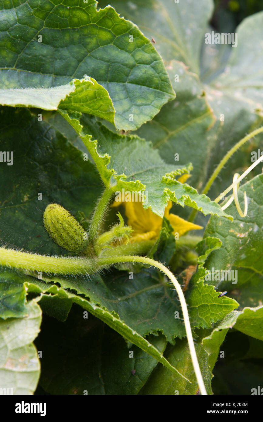 Gherkin plant growing, showing fruits, leaves, flowers and tendrils ...