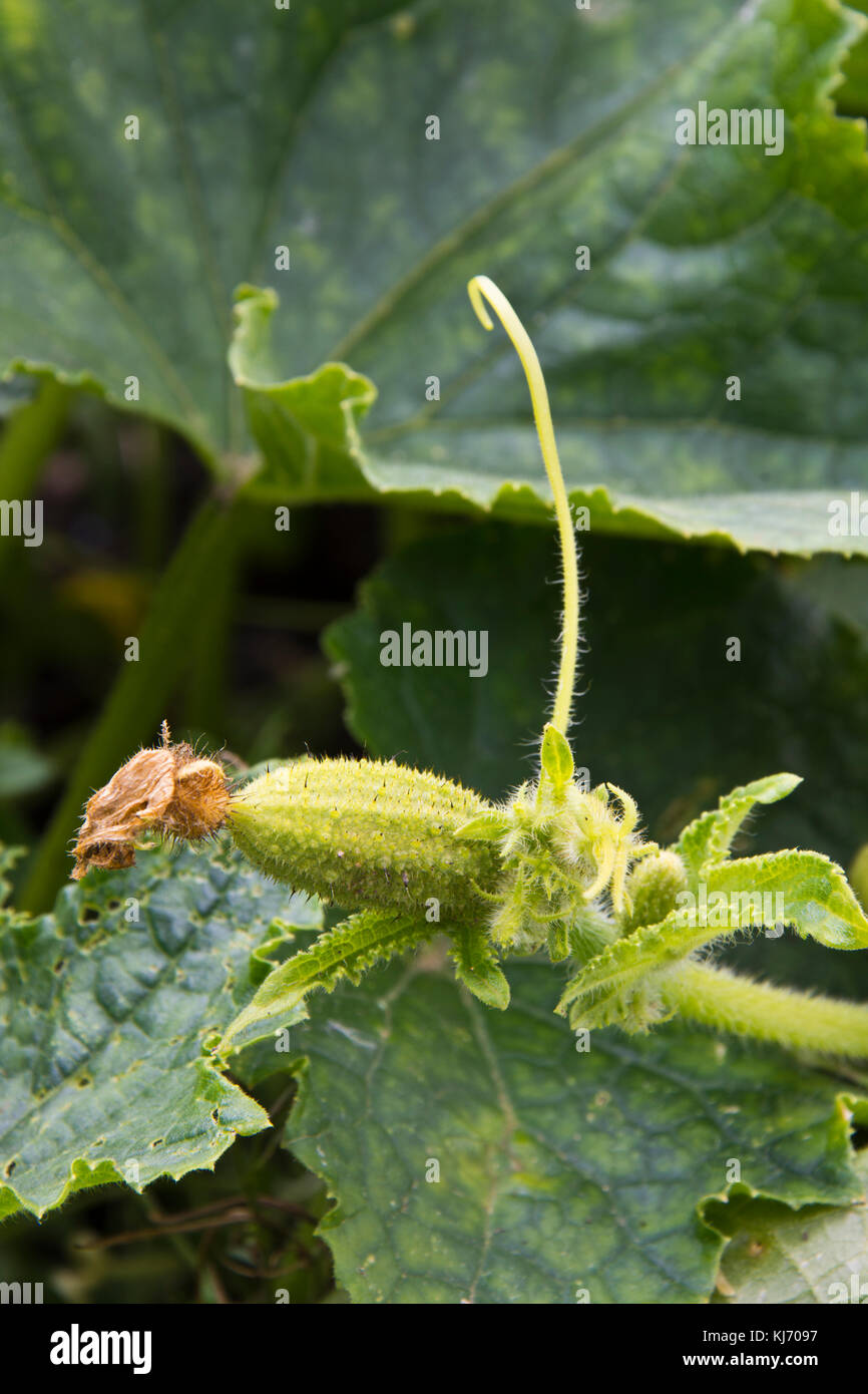 Gherkin plant growing, showing fruits, leaves, flowers and tendrils ...