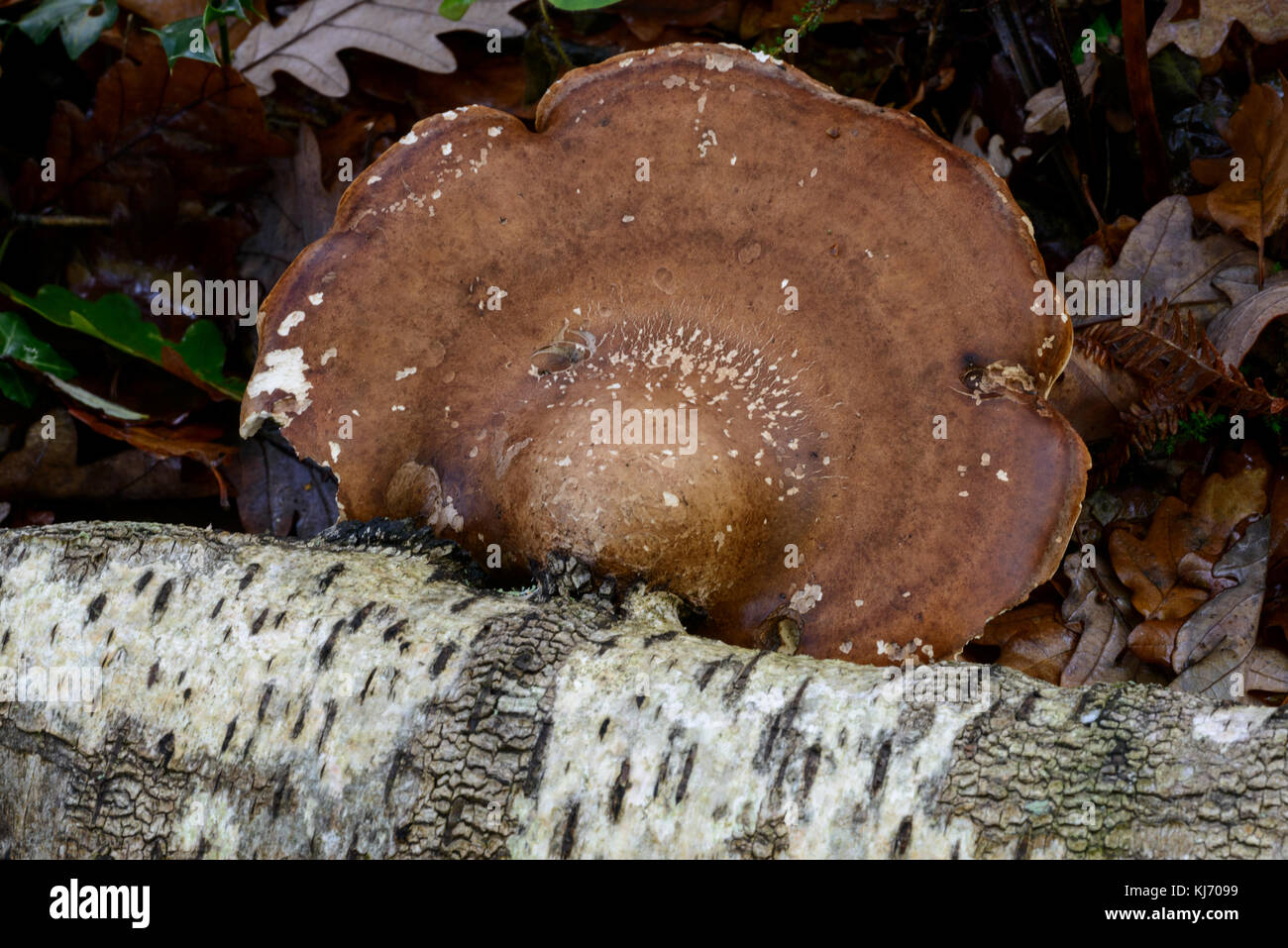 Birch polypore fungi (Fomitopsis betulina (previously Piptoporus ...