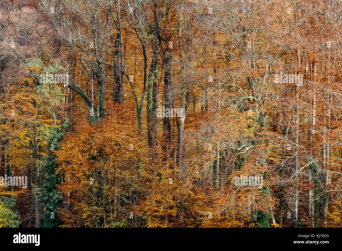 Beautiful Fall Colors of Black Forest, Switzerland Stock Photo - Alamy