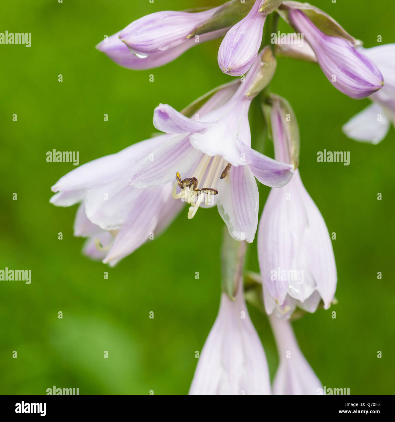 Hosta bloom hi-res stock photography and images - Alamy