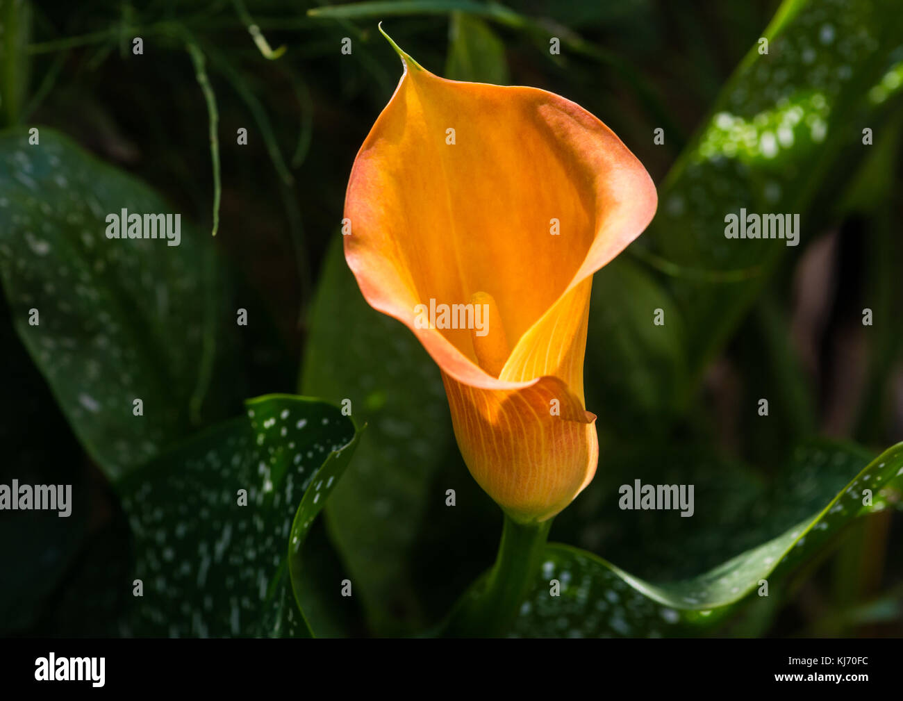 Calla lily orange hi-res stock photography and images - Alamy
