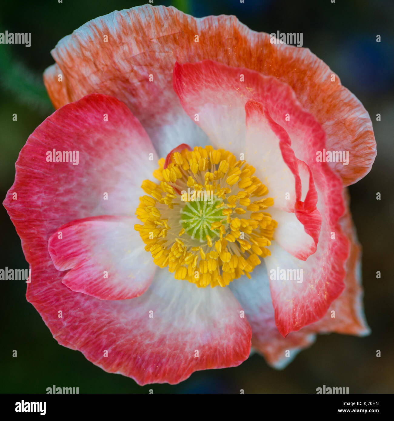 Poppy falling in love hi-res stock photography and images - Alamy
