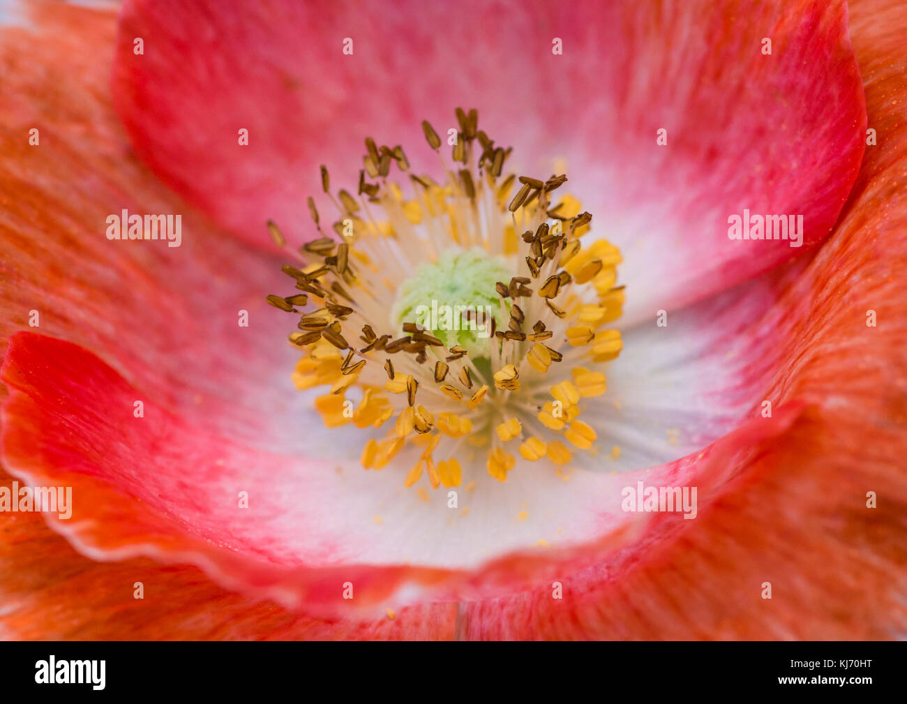A macro shot of poppy 'falling in love' Stock Photo - Alamy