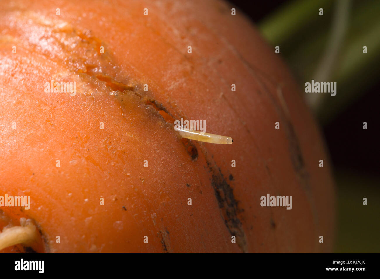 Carrot root fly larvae hi-res stock photography and images - Alamy