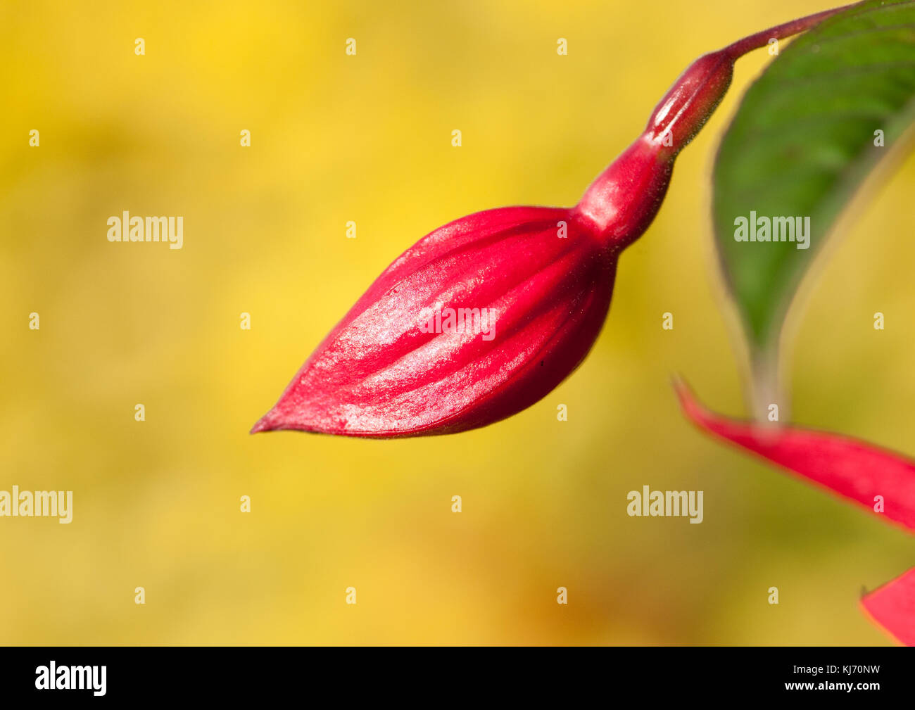 Fuchsia hedge hi-res stock photography and images - Alamy