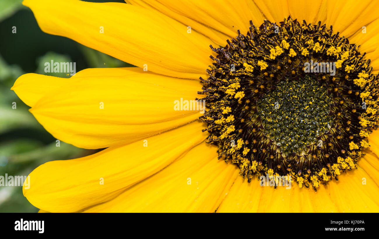 Half bloom hi-res stock photography and images - Alamy