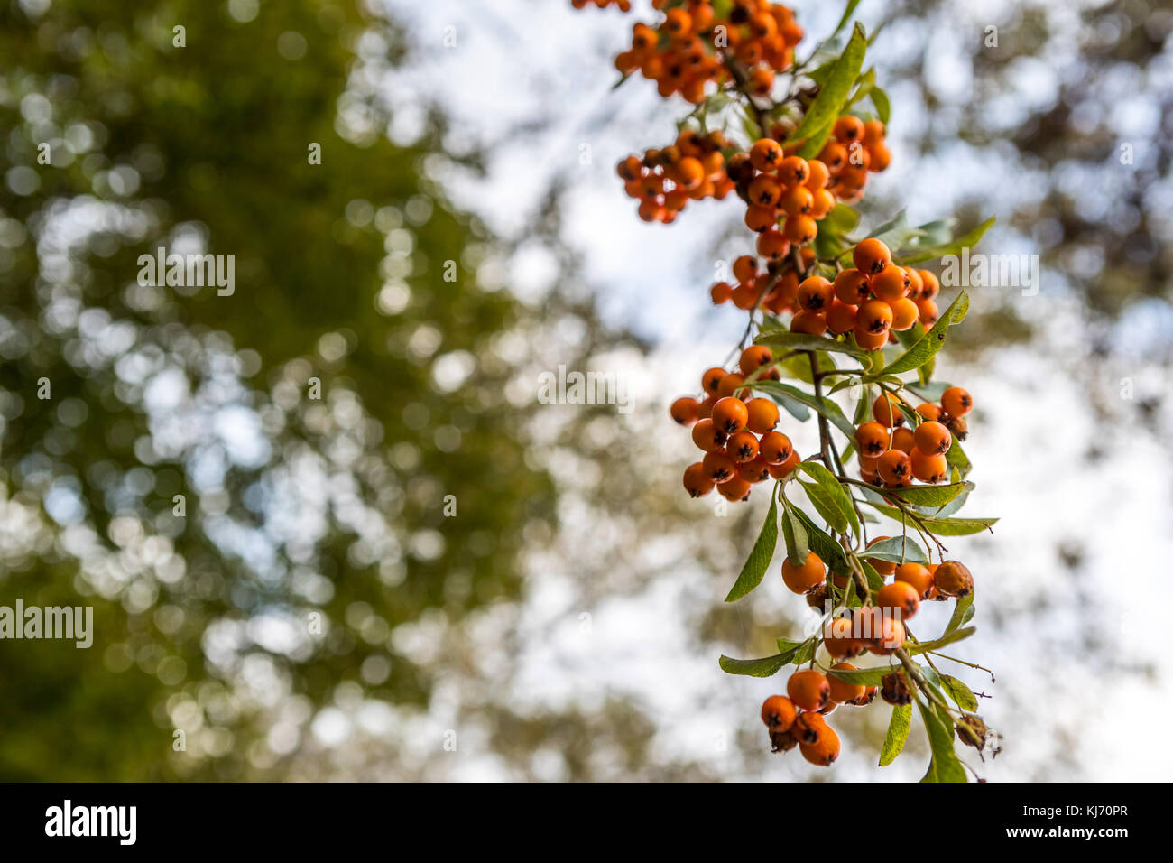 Pyracantha berries around the lake at Hotel du Lac, Armboutts Capel ...