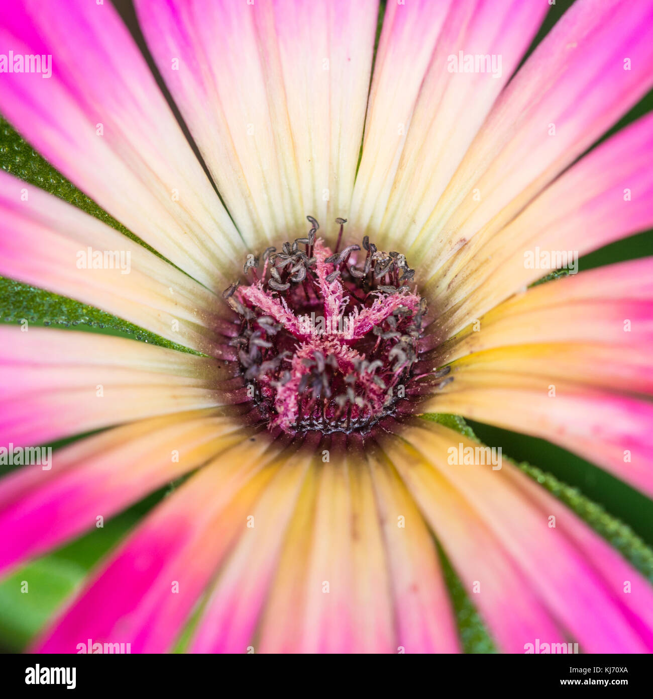 A macro shot of a livingstone daisy Stock Photo - Alamy