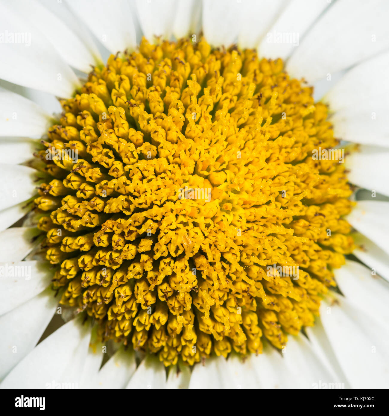 Big daisy hi-res stock photography and images - Alamy