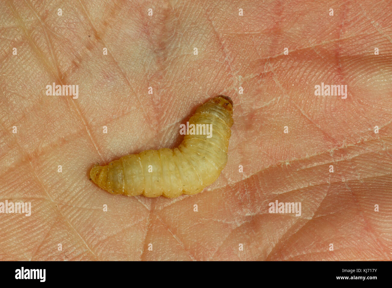 Waxworm closeup on palm of hand. UK Stock Photo - Alamy