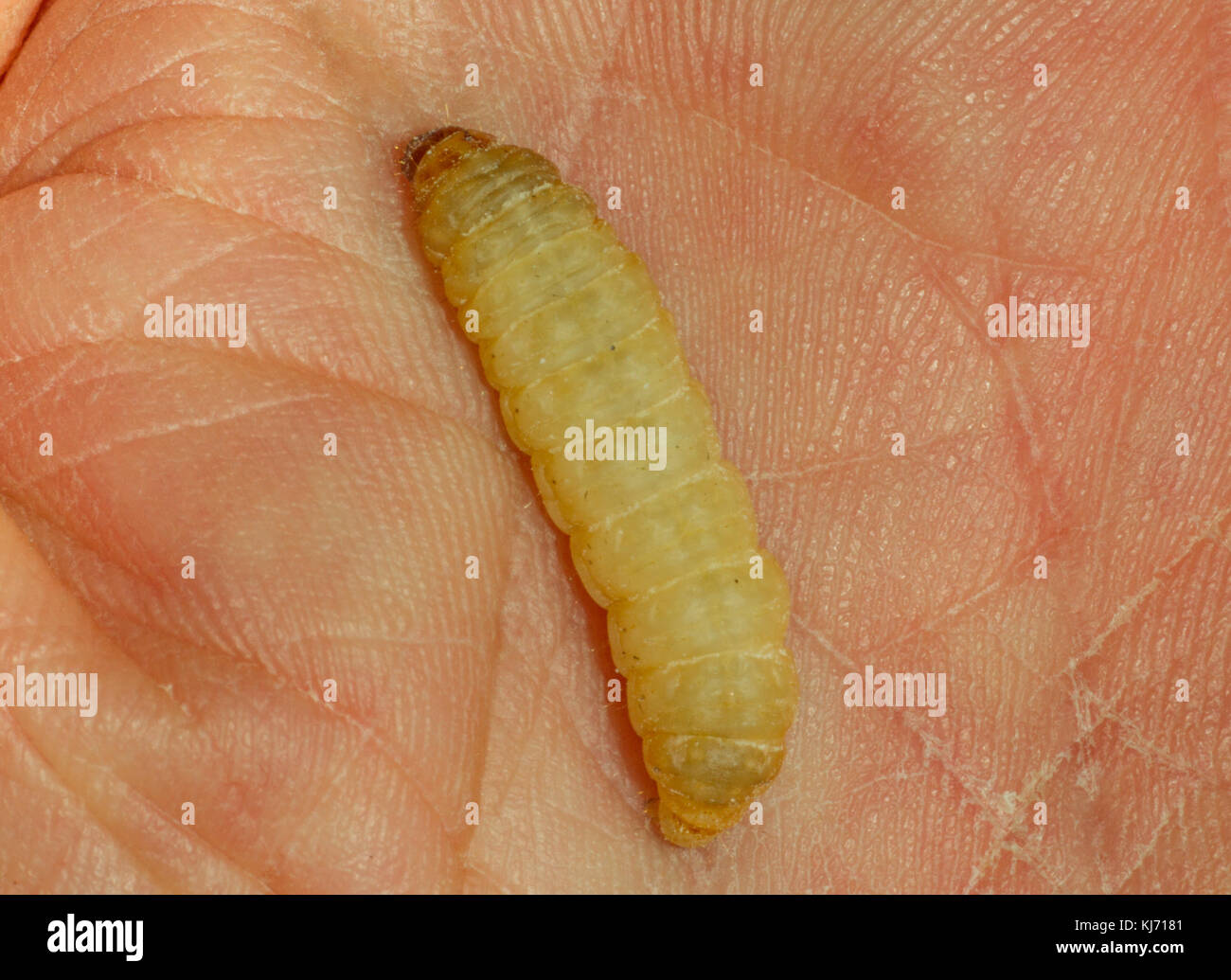 Waxworm closeup on palm of hand. UK Stock Photo - Alamy
