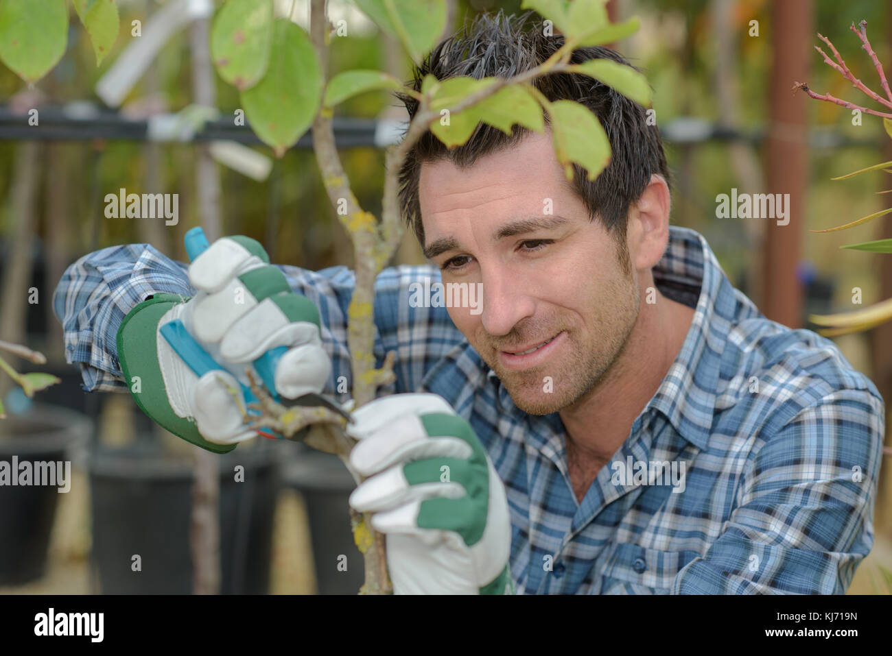 gardener pruning a small tree Stock Photo - Alamy