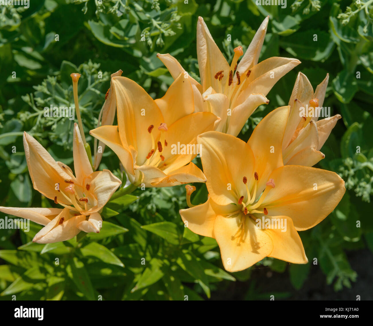 Close-up of group of bright yellow lilies on green background in ...