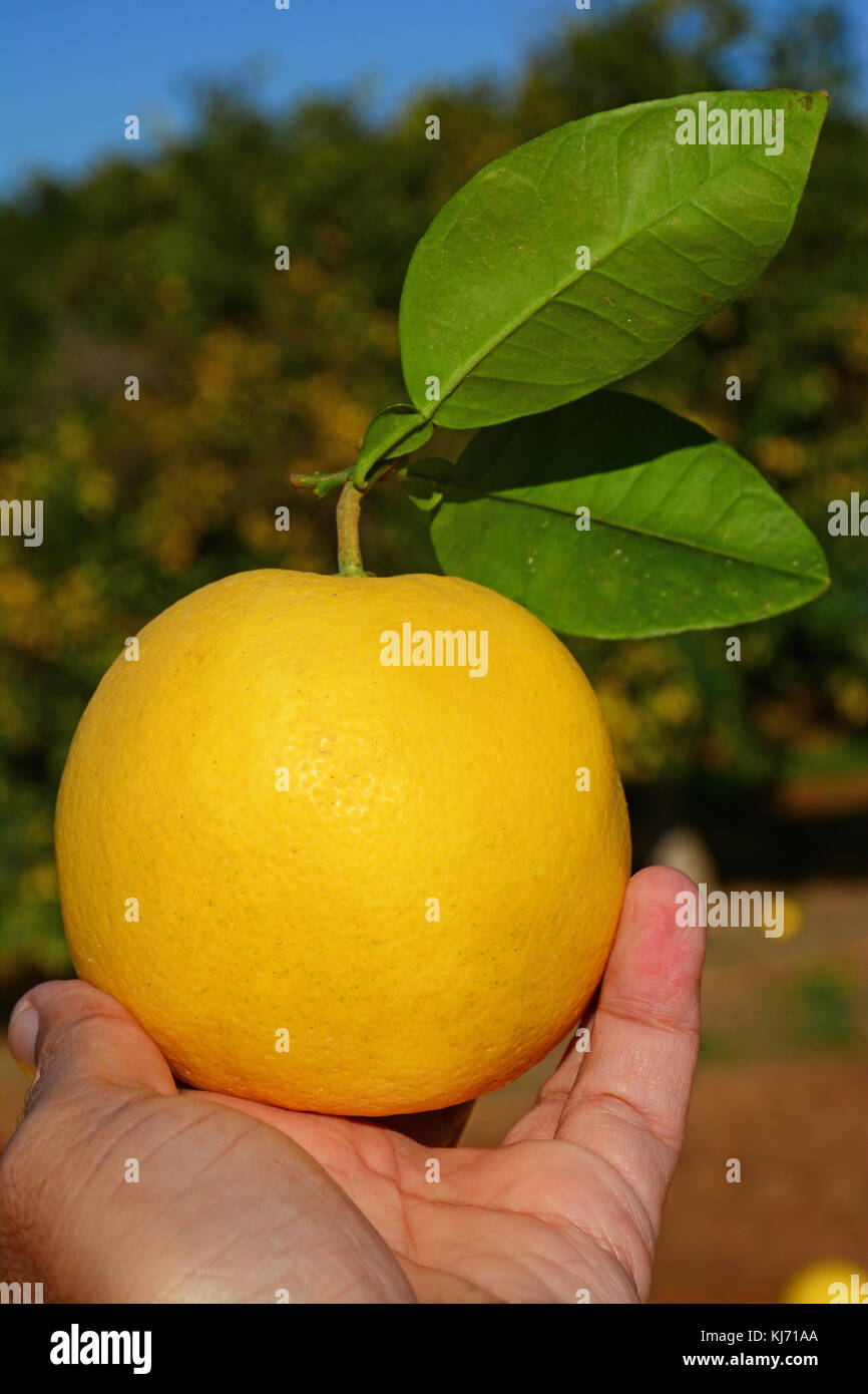 Larger yellow fruit hi-res stock photography and images - Alamy