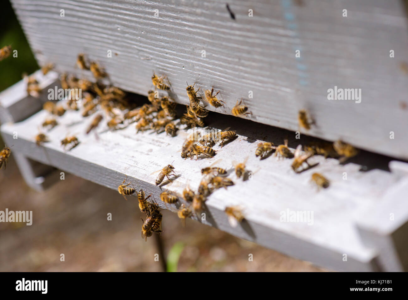 Beehive panels hi-res stock photography and images - Alamy