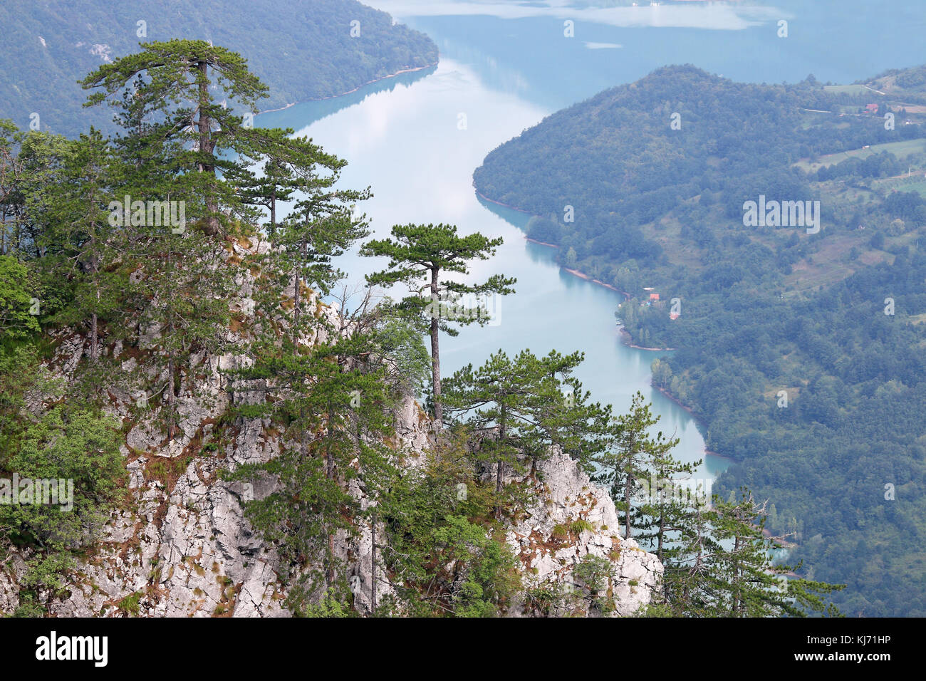pine trees on Tara mountain landscape Stock Photo - Alamy