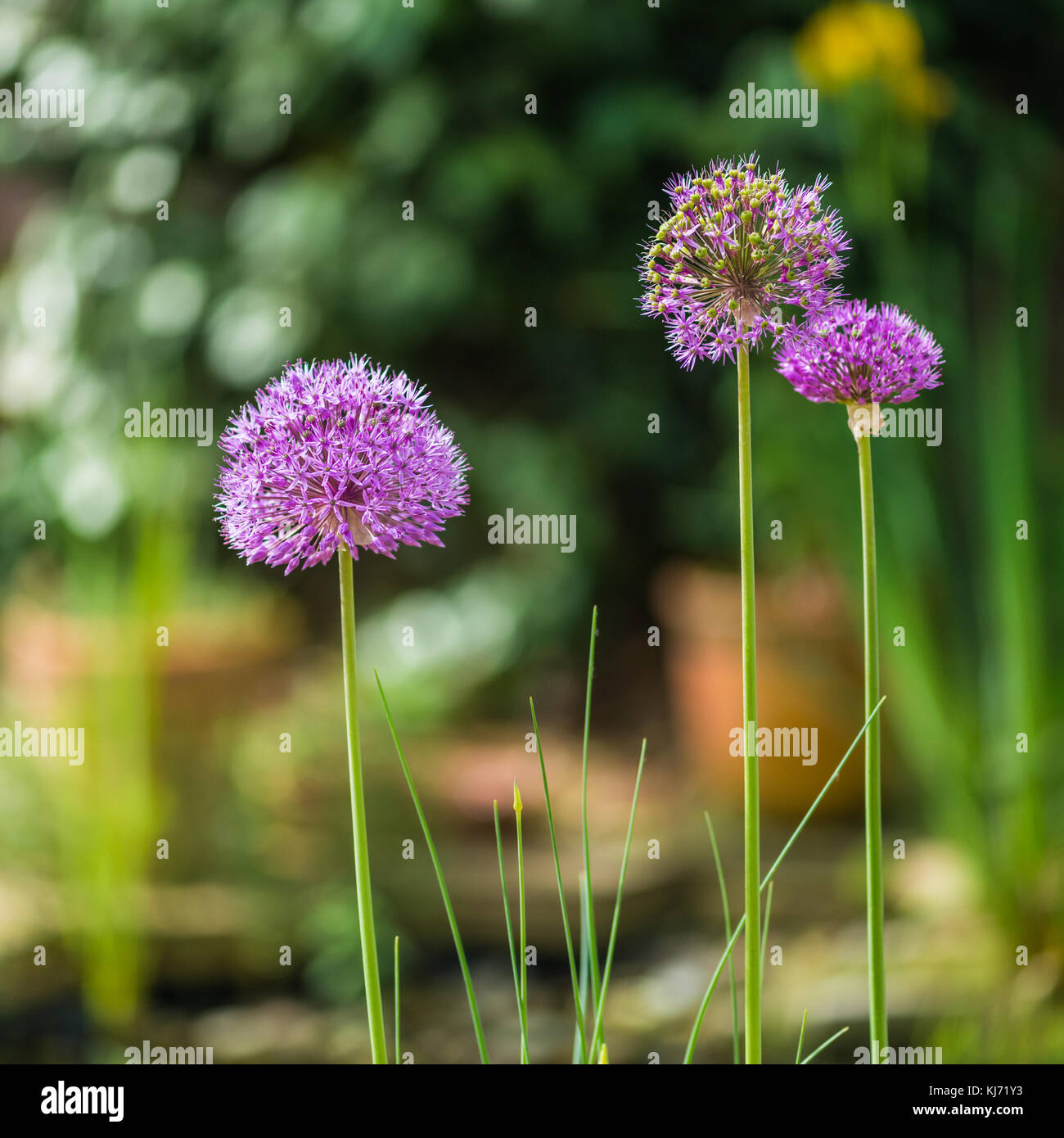 Allium blooms hi-res stock photography and images - Alamy